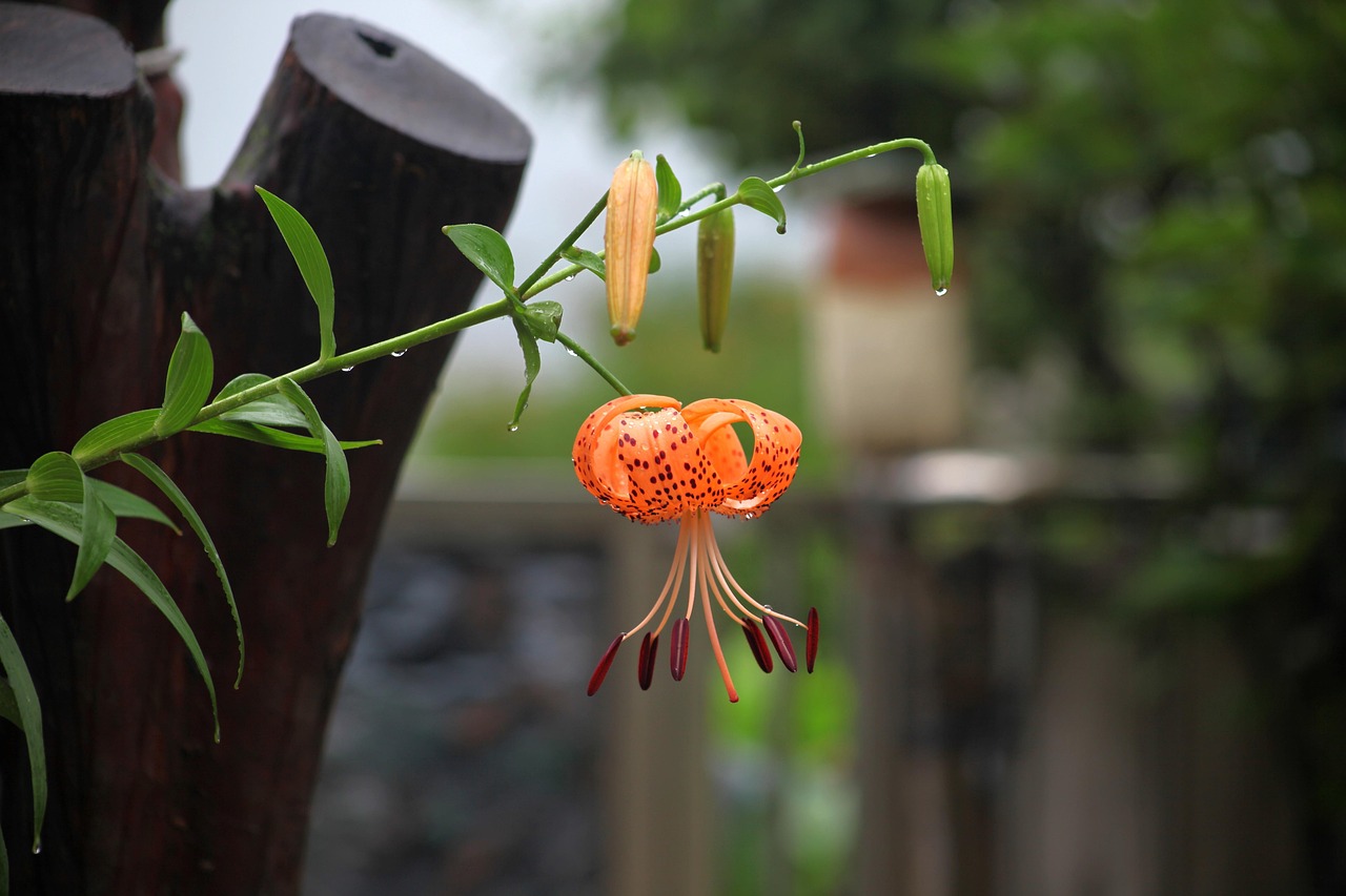 Lily Dew Flower Morning - Free photo on Pixabay