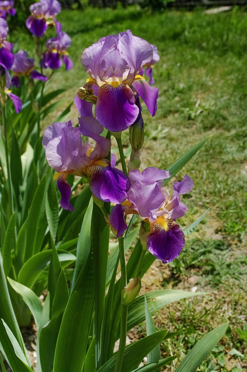 Flower Irises Nature - Free photo on Pixabay - Pixabay