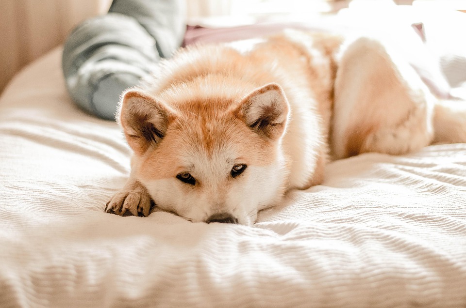 Dog Akitainu Mascot - Free photo on Pixabay - Pixabay