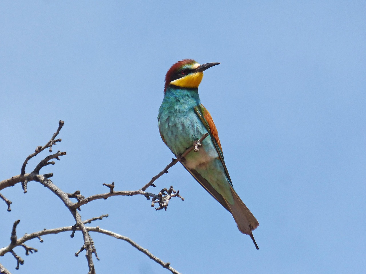 Bee-Eater Abellerol Bird Merops - Free photo on Pixabay - Pixabay