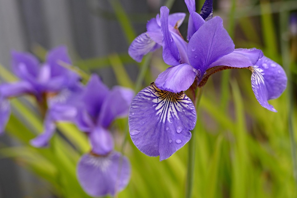 A Killer Whale Garden Flower - Free photo on Pixabay - Pixabay