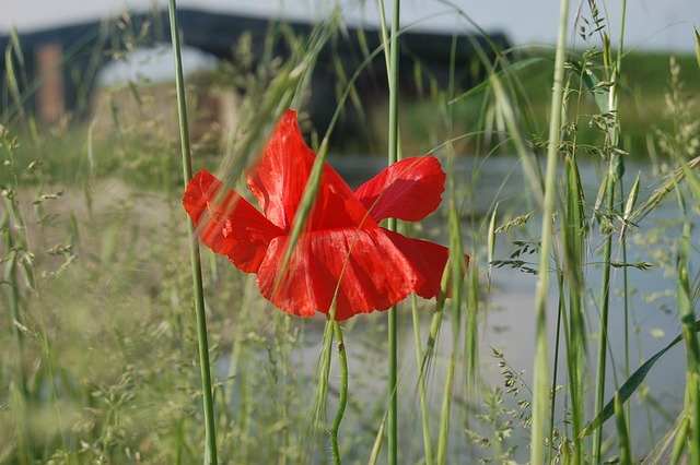 Natur Mohnblumen Mohn Rot Wilde - Kostenloses Foto auf Pixabay - Pixabay