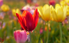 Tulips White Flowers - Free photo on Pixabay