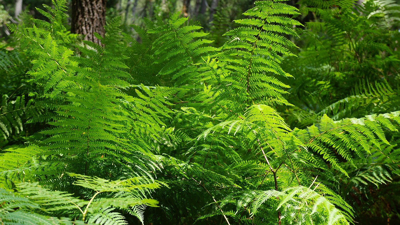 30,000+ Free Sea Of Ferns & Fern Images - Pixabay
