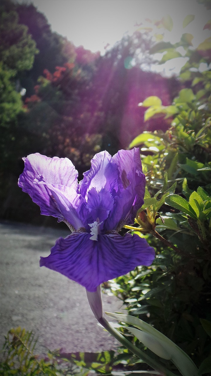 Fiore Orchidea Viola Il Sole Del - Foto gratis su Pixabay - Pixabay
