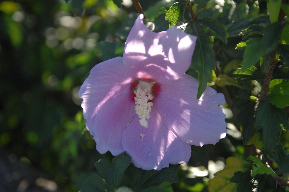 Rose De Sharon Sunshine Fleur - Photo gratuite sur Pixabay - Pixabay