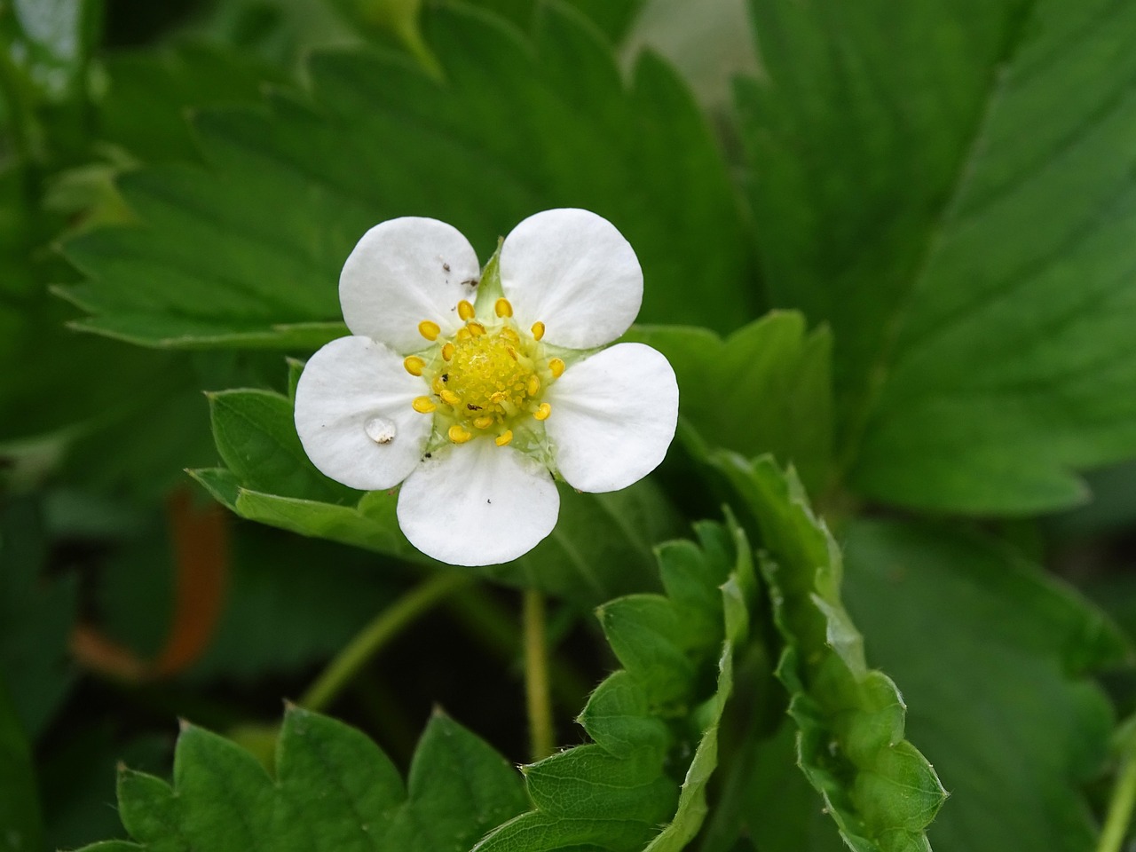 Strawberry Flower White - Free photo on Pixabay - Pixabay