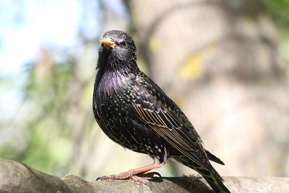Starling Portrait Bird - Free photo on Pixabay