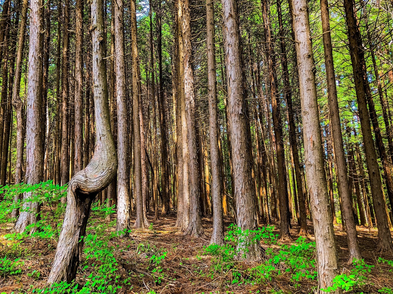 Woods Wood Natural - Free photo on Pixabay - Pixabay