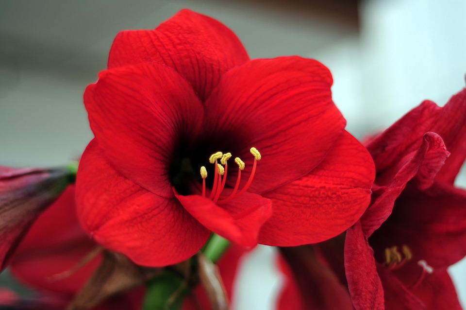 Flower Plant Red - Free photo on Pixabay - Pixabay