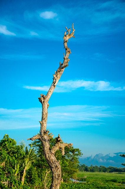 Arbre Bleu - Photo gratuite sur Pixabay - Pixabay