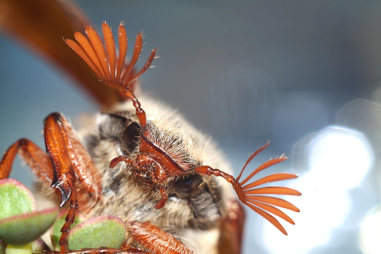 Insect May Spring - Free photo on Pixabay - Pixabay