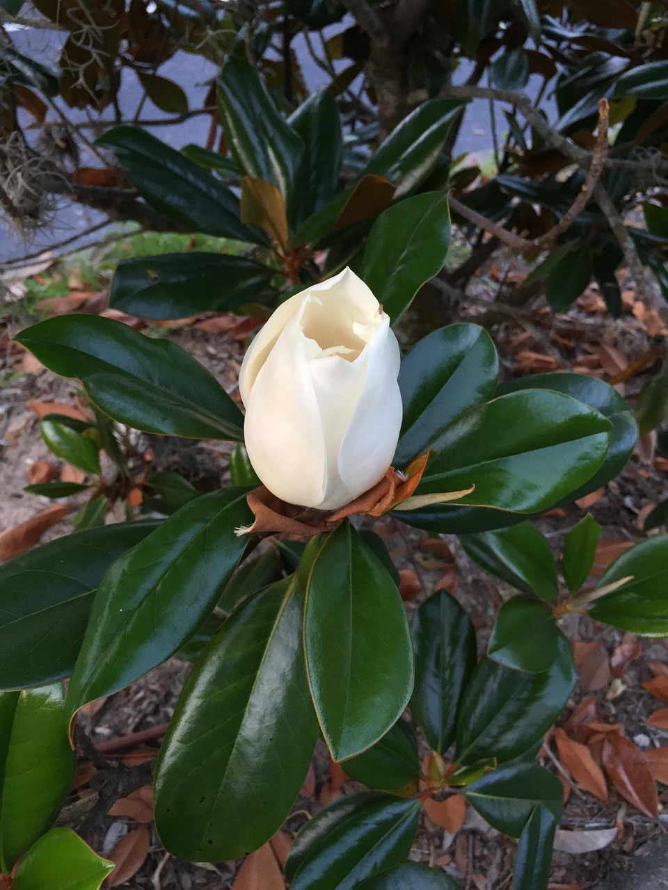 Florida Flor - Foto gratuita no Pixabay - Pixabay