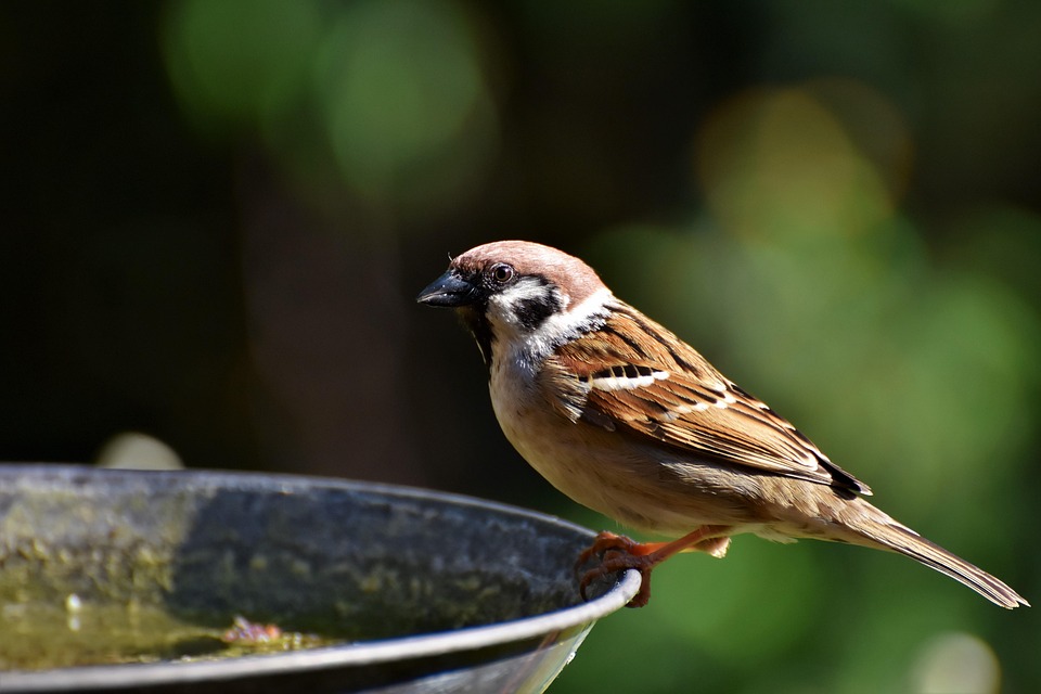 Sparrow Sperling Bird - Free photo on Pixabay - Pixabay