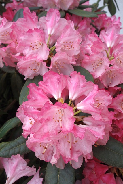 Rododendro Jardín Planta - Foto gratis en Pixabay - Pixabay
