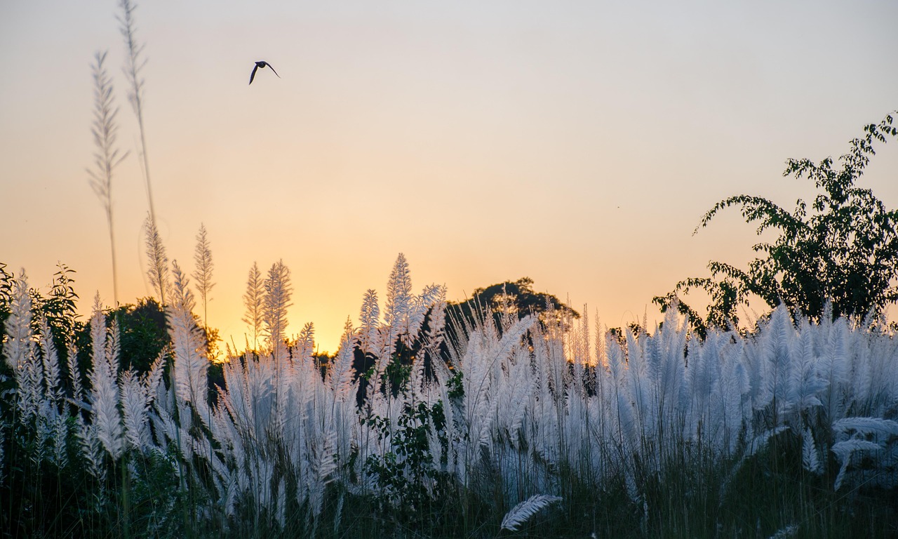 Paisaje Velada Tarde - Foto gratis en Pixabay - Pixabay