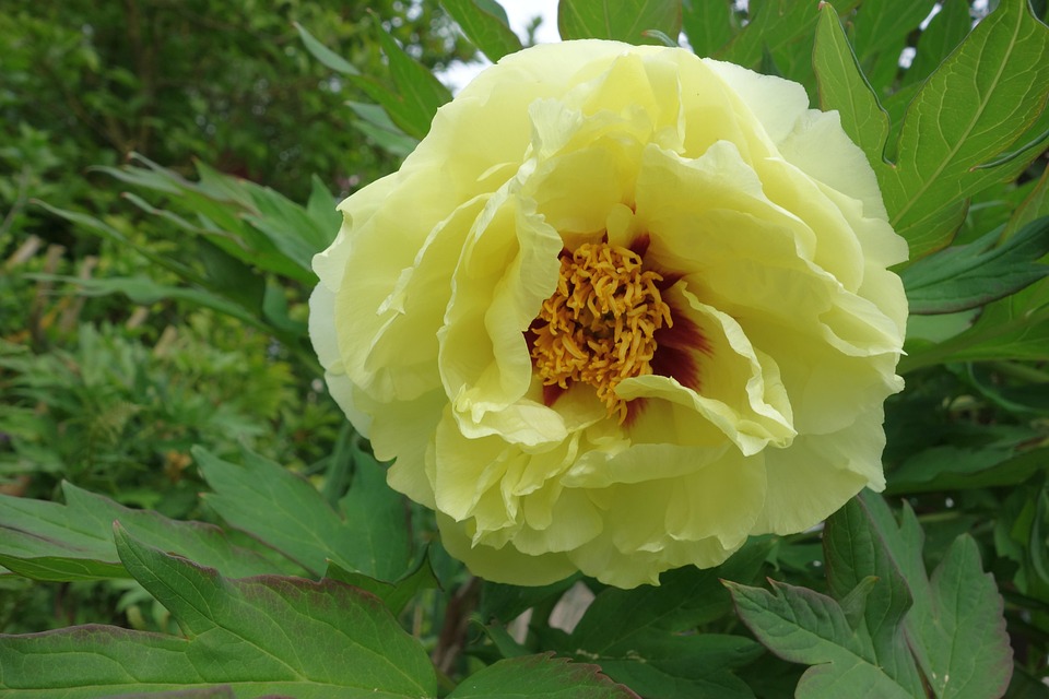 Paeonie Shrub Garden - Free photo on Pixabay