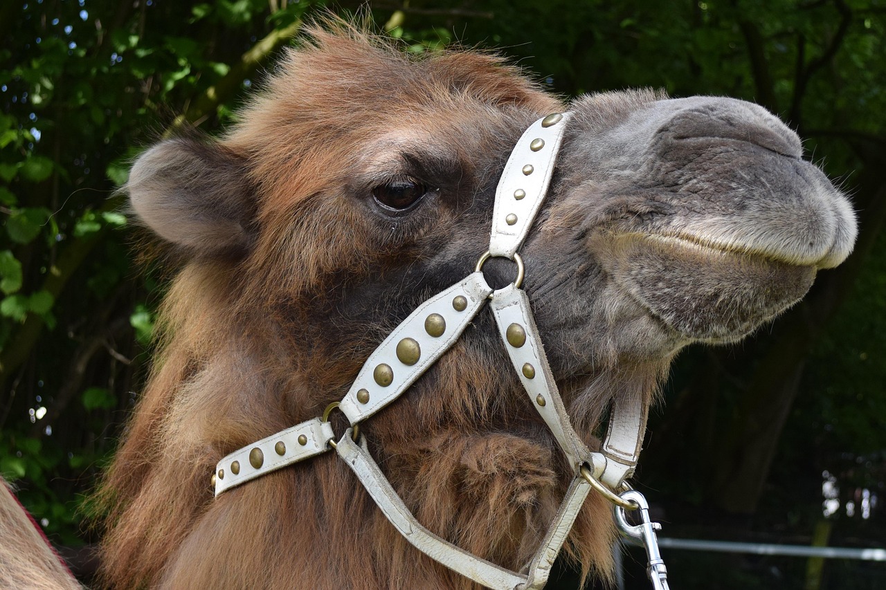 Camel Desert Ship Animal - Free photo on Pixabay - Pixabay