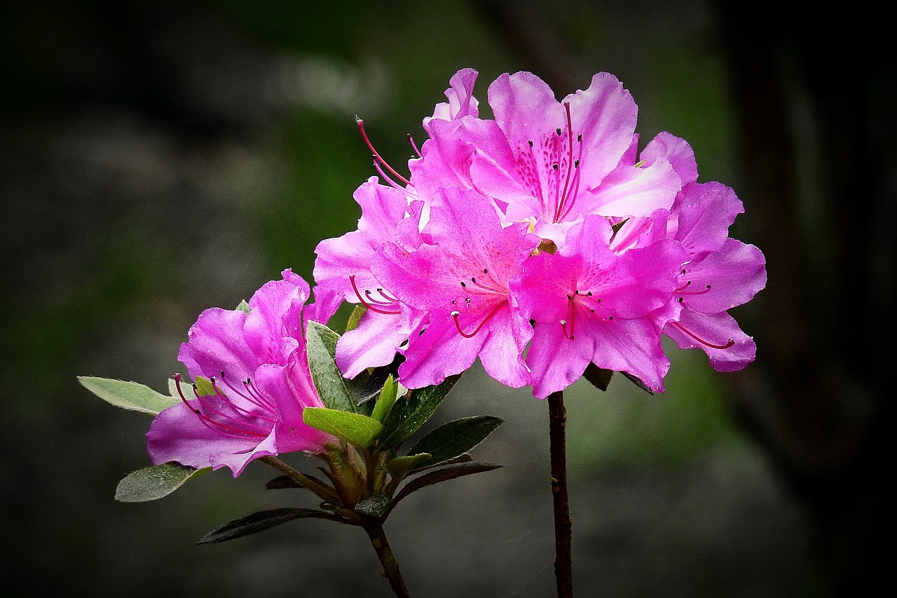 Belleza De La Naturaleza Flores - Foto gratis en Pixabay - Pixabay