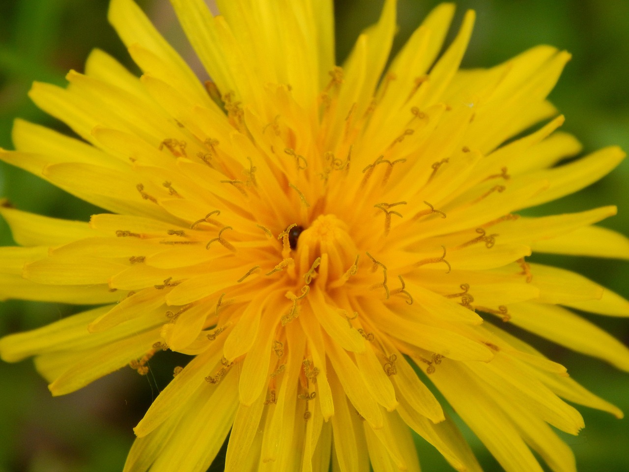 Tanaman Liar Berbunga Kuning Cerah - Foto gratis di Pixabay - Pixabay