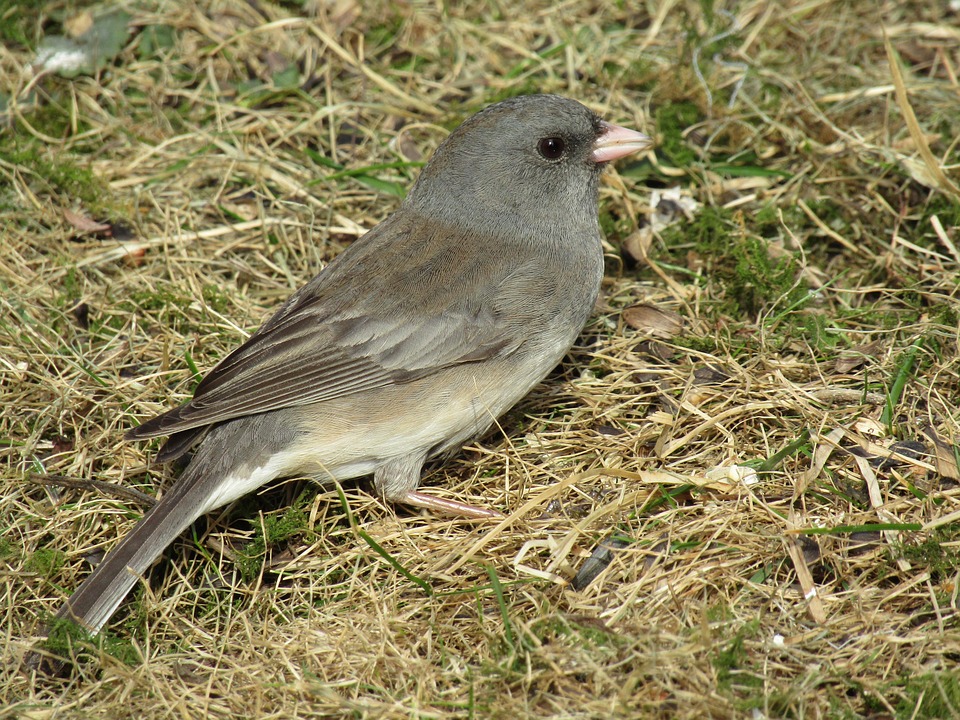 Bird Junco Dark-Eyed - Free photo on Pixabay