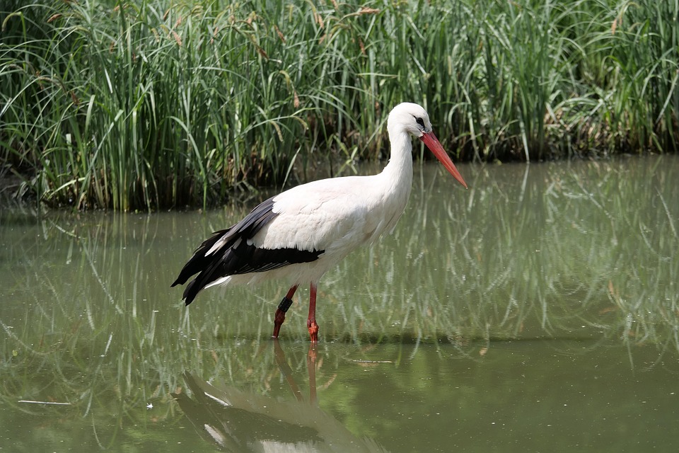 Weißstorch Vogel Klapperstorch · Kostenloses Foto auf Pixabay