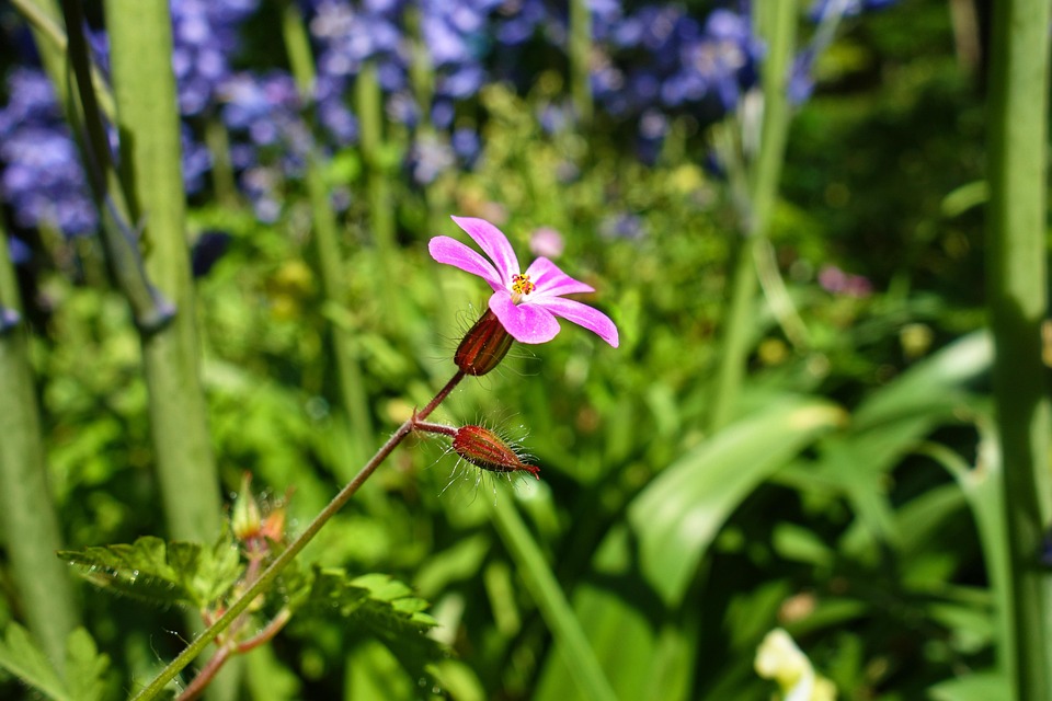 Cranesbill Flower Plant - Free photo on Pixabay