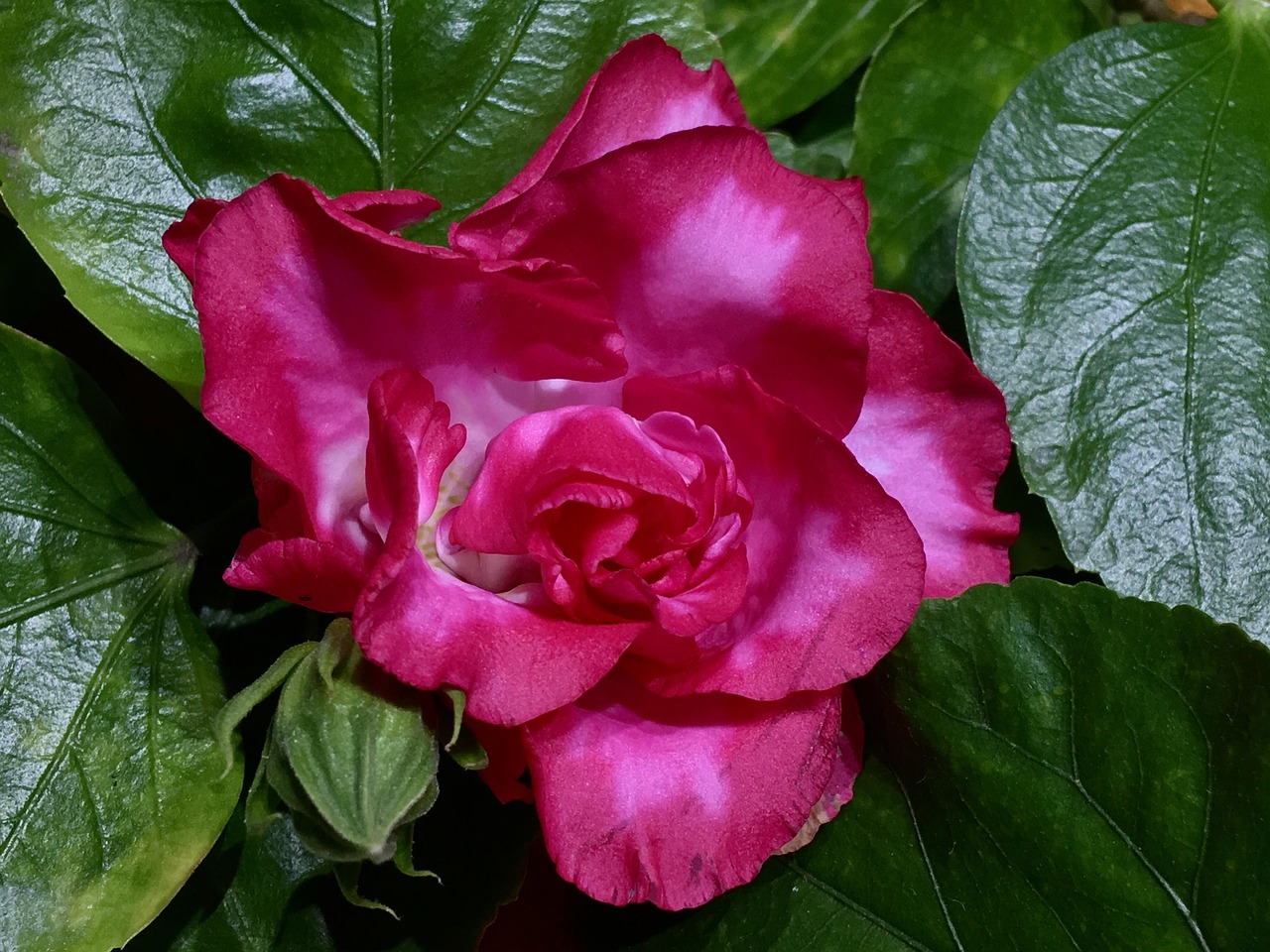 Flor Roja Hojas Naturaleza - Foto gratis en Pixabay - Pixabay