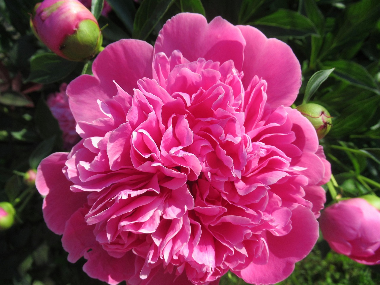 Jardin Fleur - Photo gratuite sur Pixabay