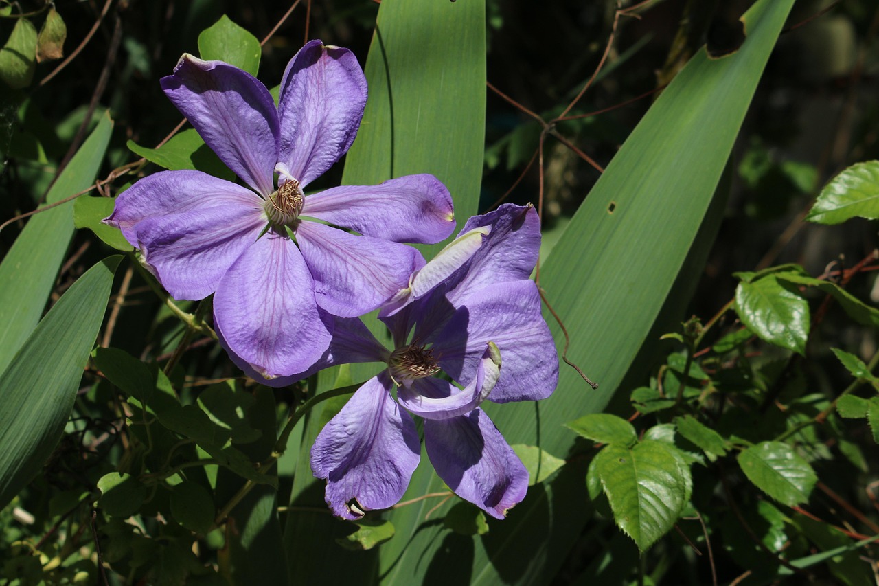 Clemátide La Flor De Vid - Foto gratis en Pixabay - Pixabay