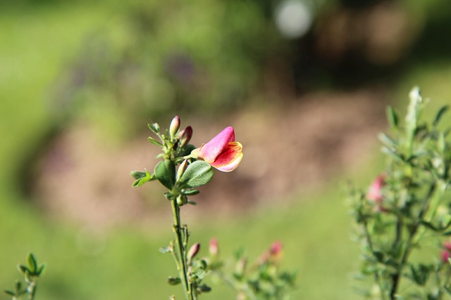 Broom Red Shrub - Free photo on Pixabay - Pixabay
