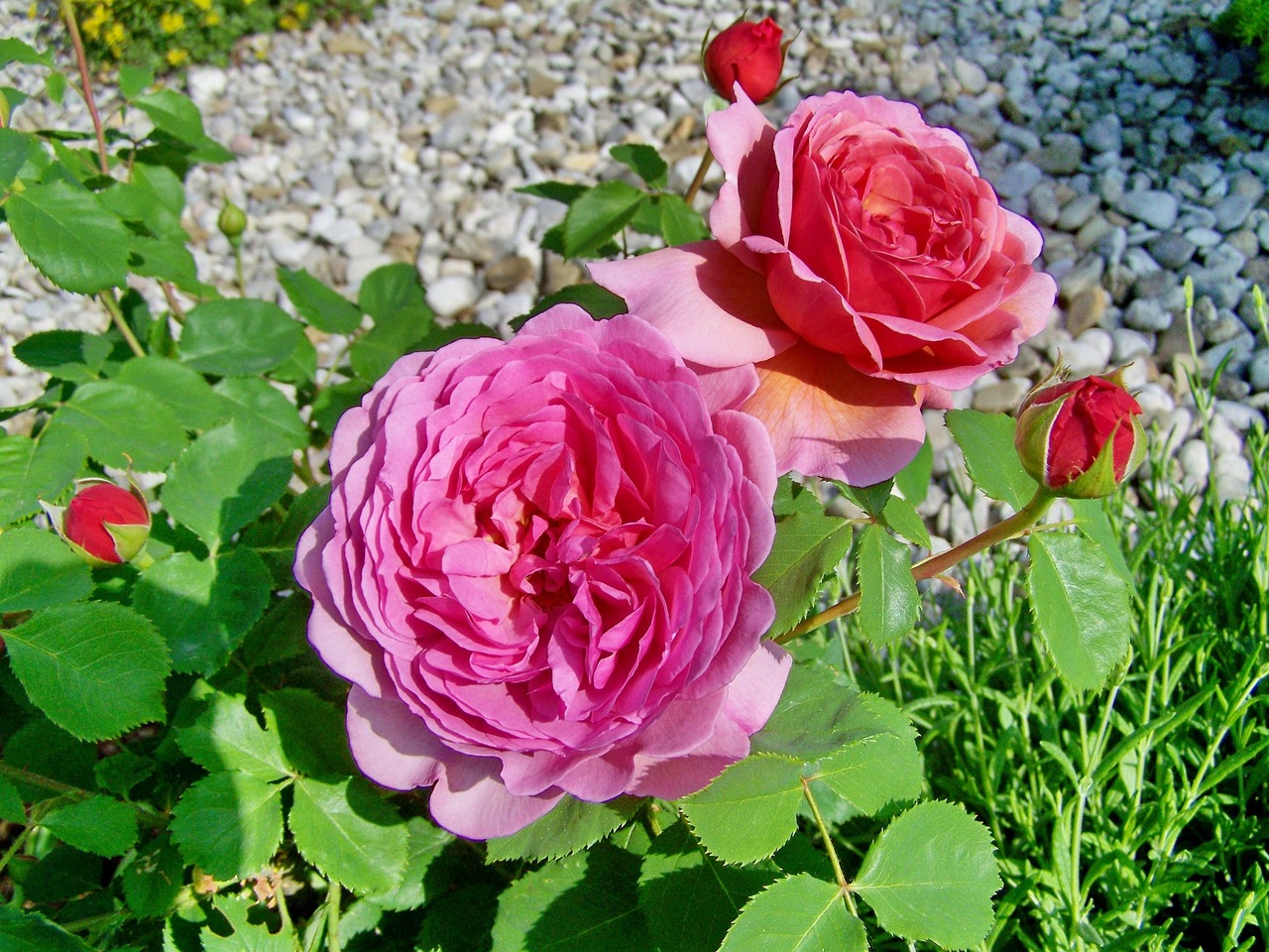Rose Garden Flower Pink - Free photo on Pixabay - Pixabay