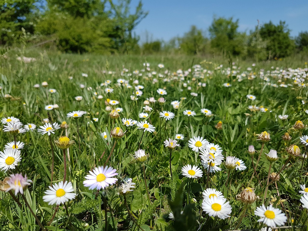 Flores Prado Naturaleza - Foto gratis en Pixabay - Pixabay