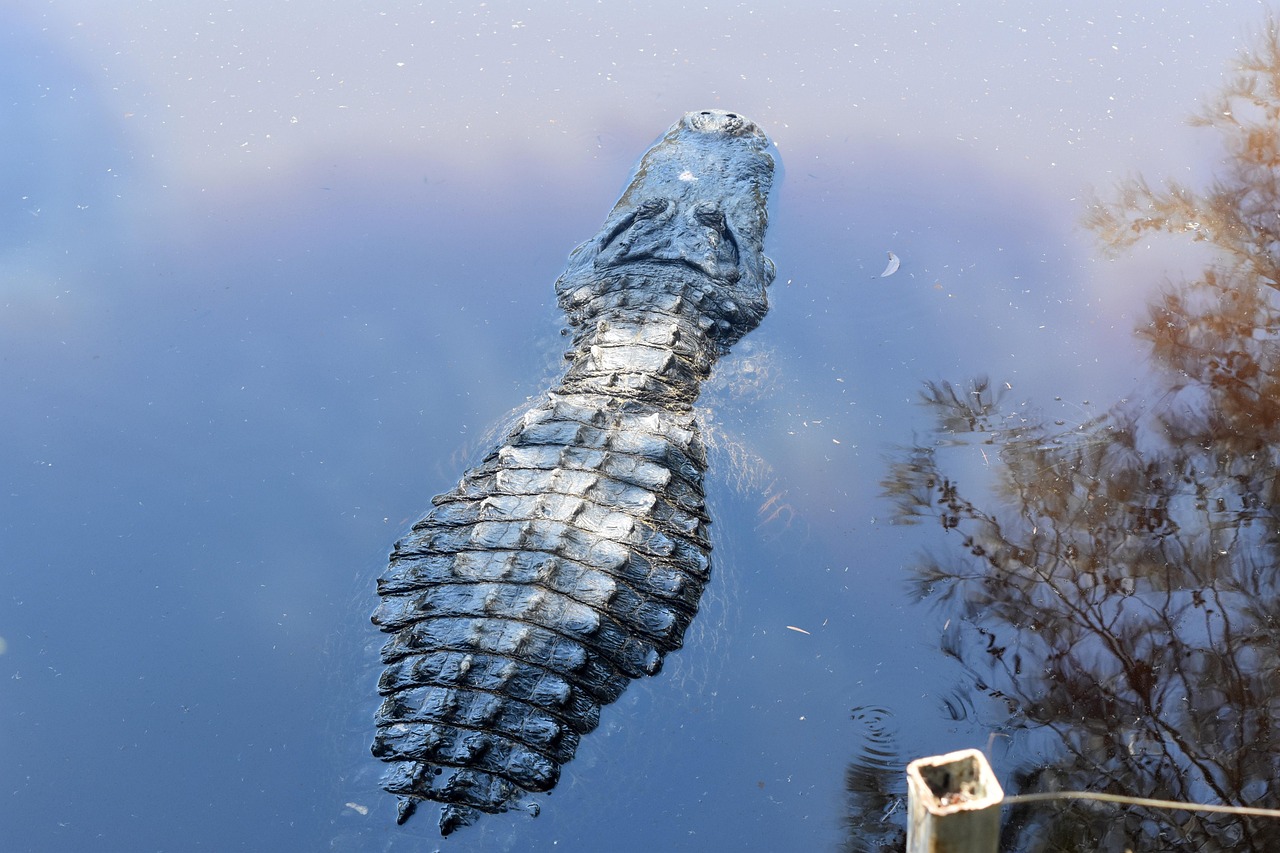 Aligator Agua Zoo - Foto gratis en Pixabay - Pixabay