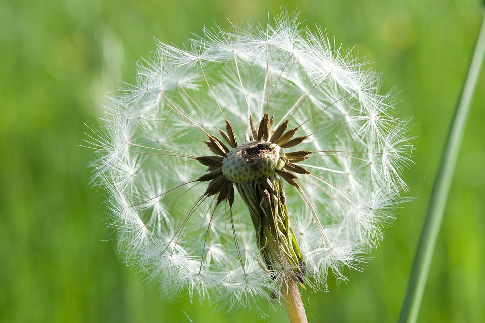Löwenzahn Pusteblume Nahaufnahme - Kostenloses Foto auf Pixabay - Pixabay