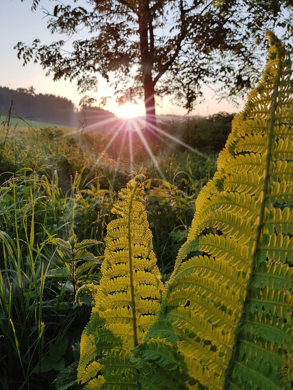 Sun Fern Tomorrow - Free photo on Pixabay - Pixabay