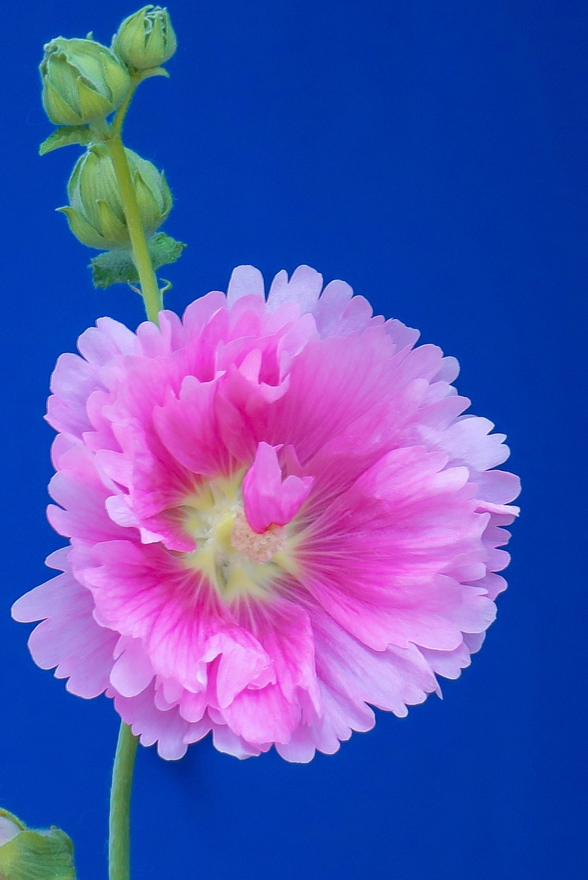 Malva Loca Flor Planta Flores - Foto gratis en Pixabay