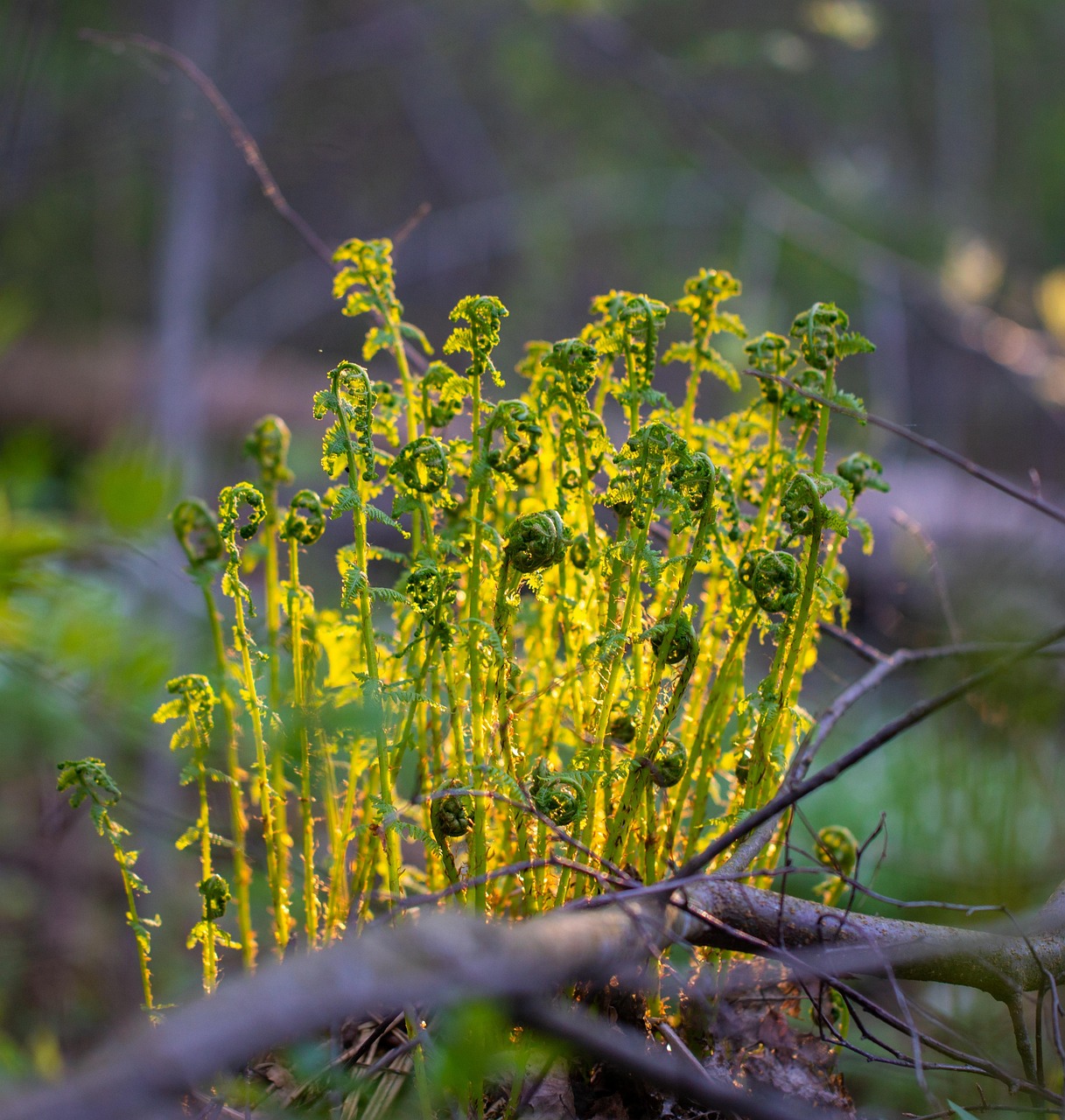 Fern Sun Forest - Free photo on Pixabay