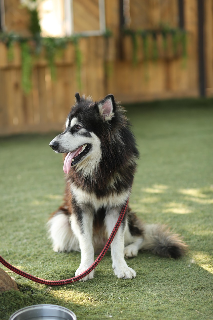 50,000+ Free Dog Leash & Leash Images - Pixabay
