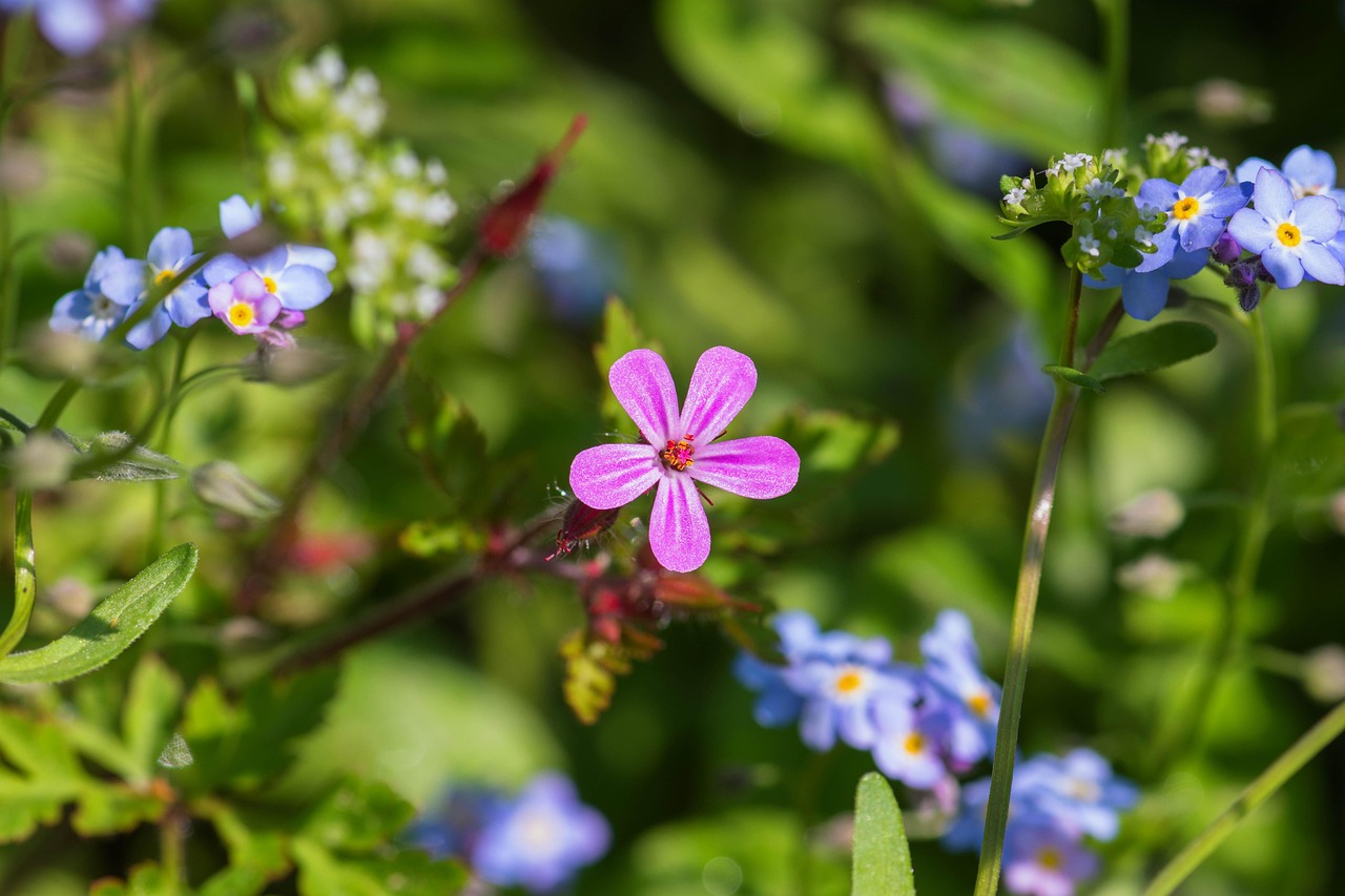 Soapwort Clove Blossom - Free photo on Pixabay - Pixabay