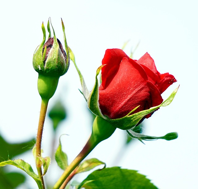Mawar Mekar Merah - Foto gratis di Pixabay - Pixabay