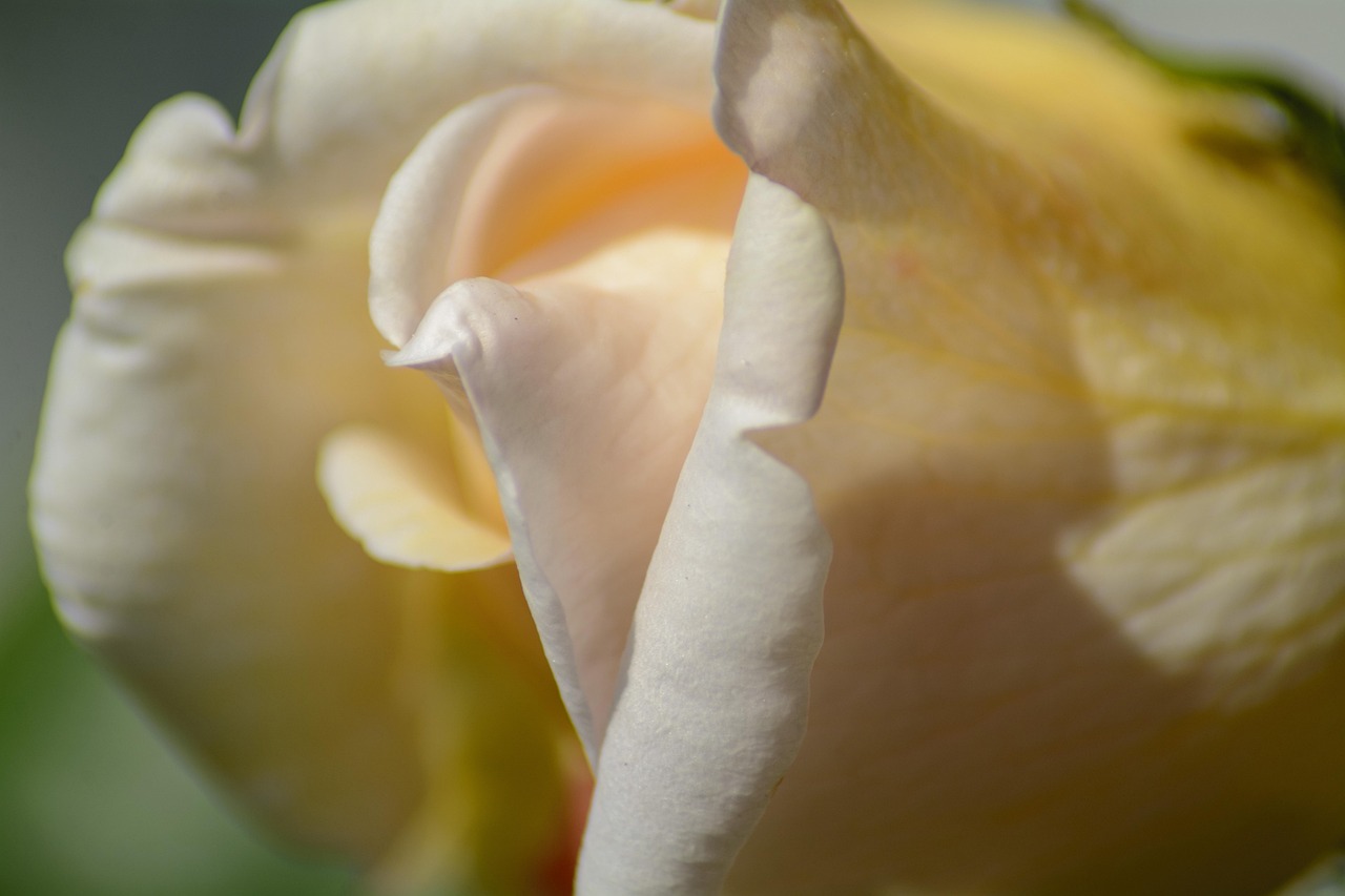 Rose Blossom Blooms Close - Free photo on Pixabay - Pixabay