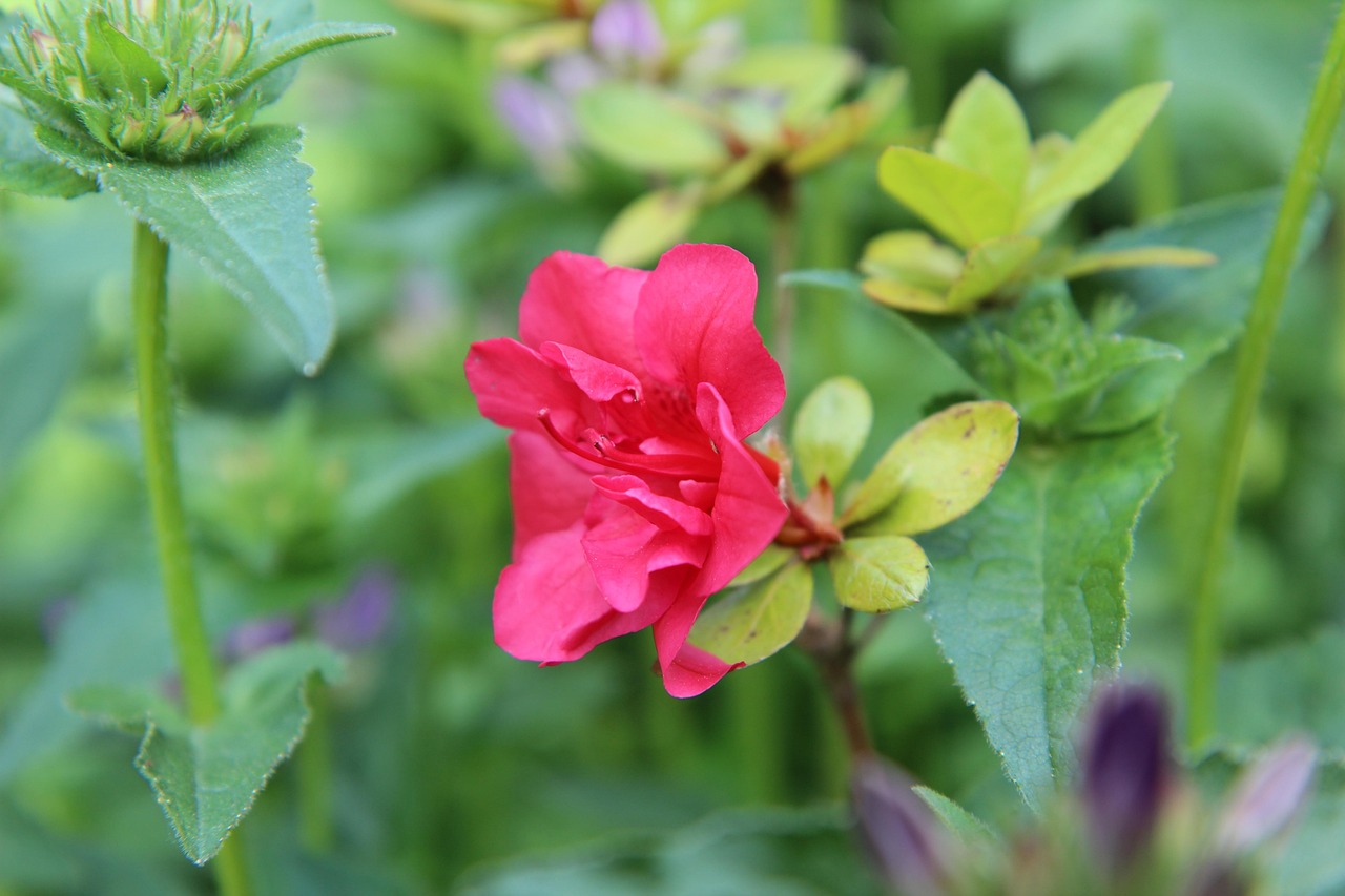1,000+ Free Azalea & Nature Images - Pixabay