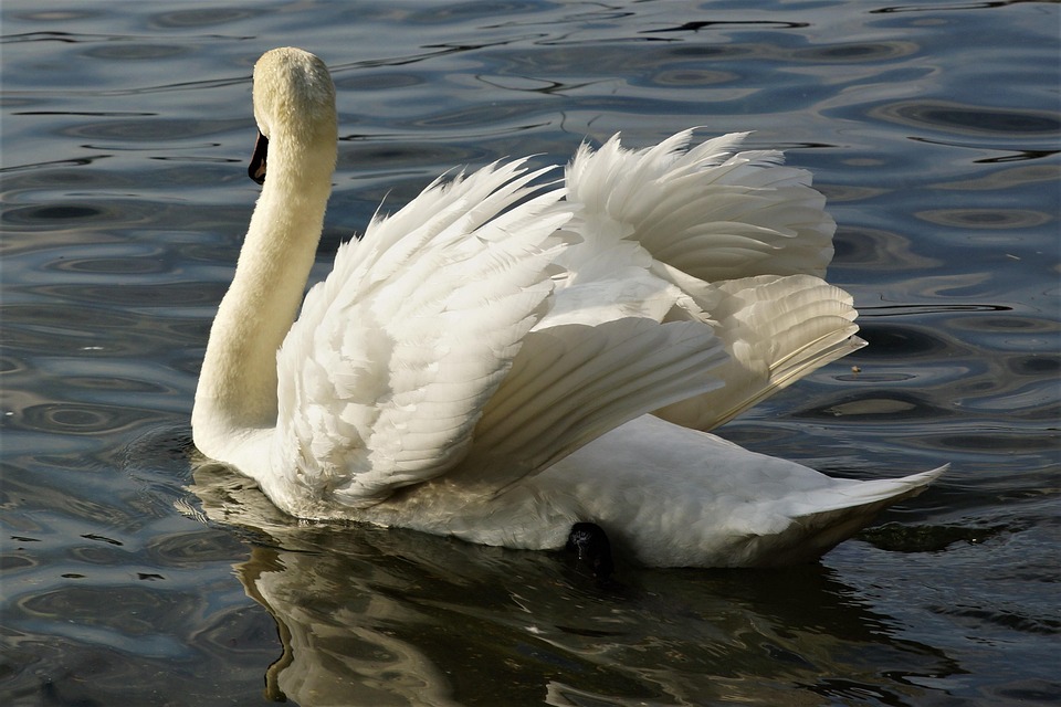Schwan Vogel Wasser - Kostenloses Foto auf Pixabay - Pixabay