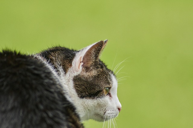 Katze Gesicht Augen - Kostenloses Foto auf Pixabay - Pixabay
