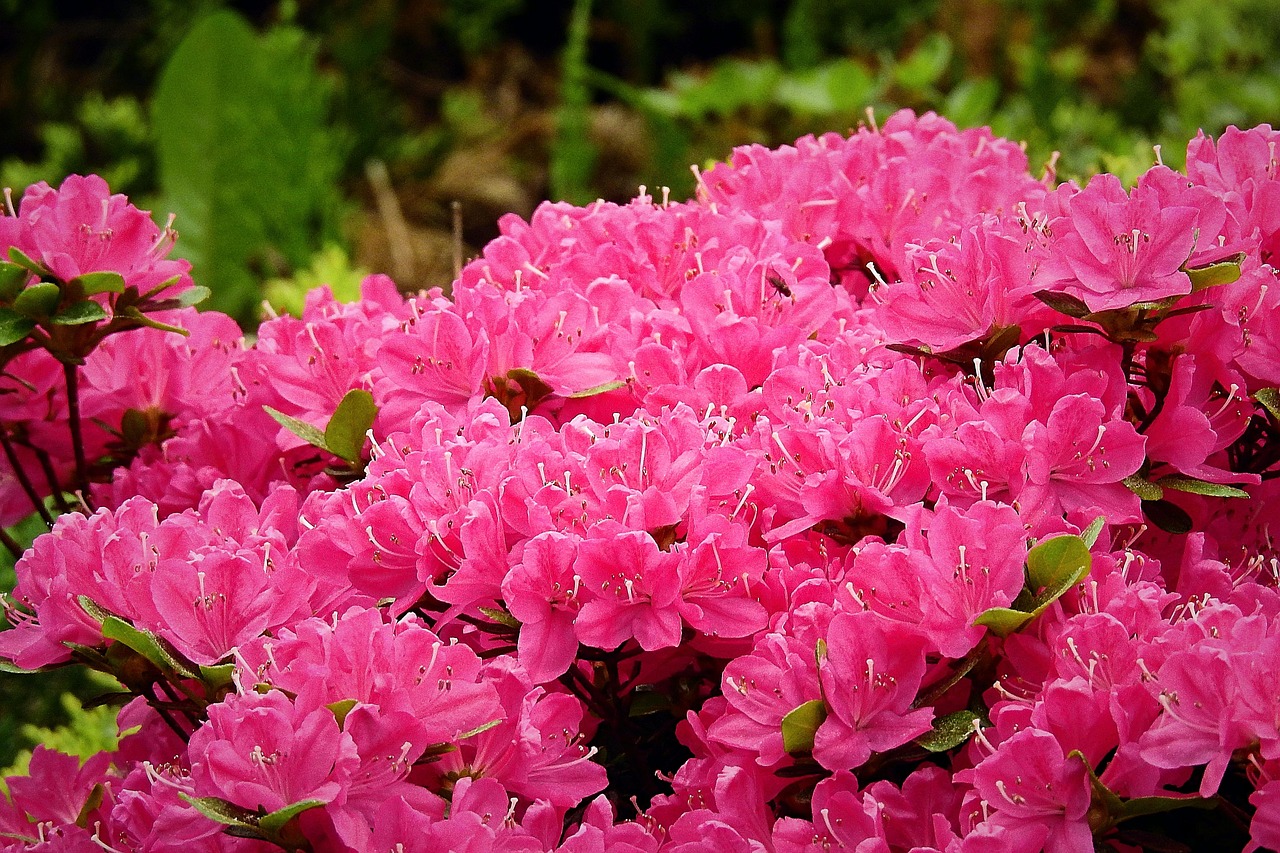 Flowers Beauty Of Nature Colorful - Free photo on Pixabay - Pixabay