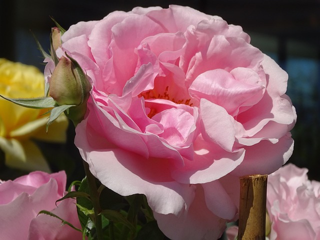 Rose Flowers Pink Roses - Free photo on Pixabay