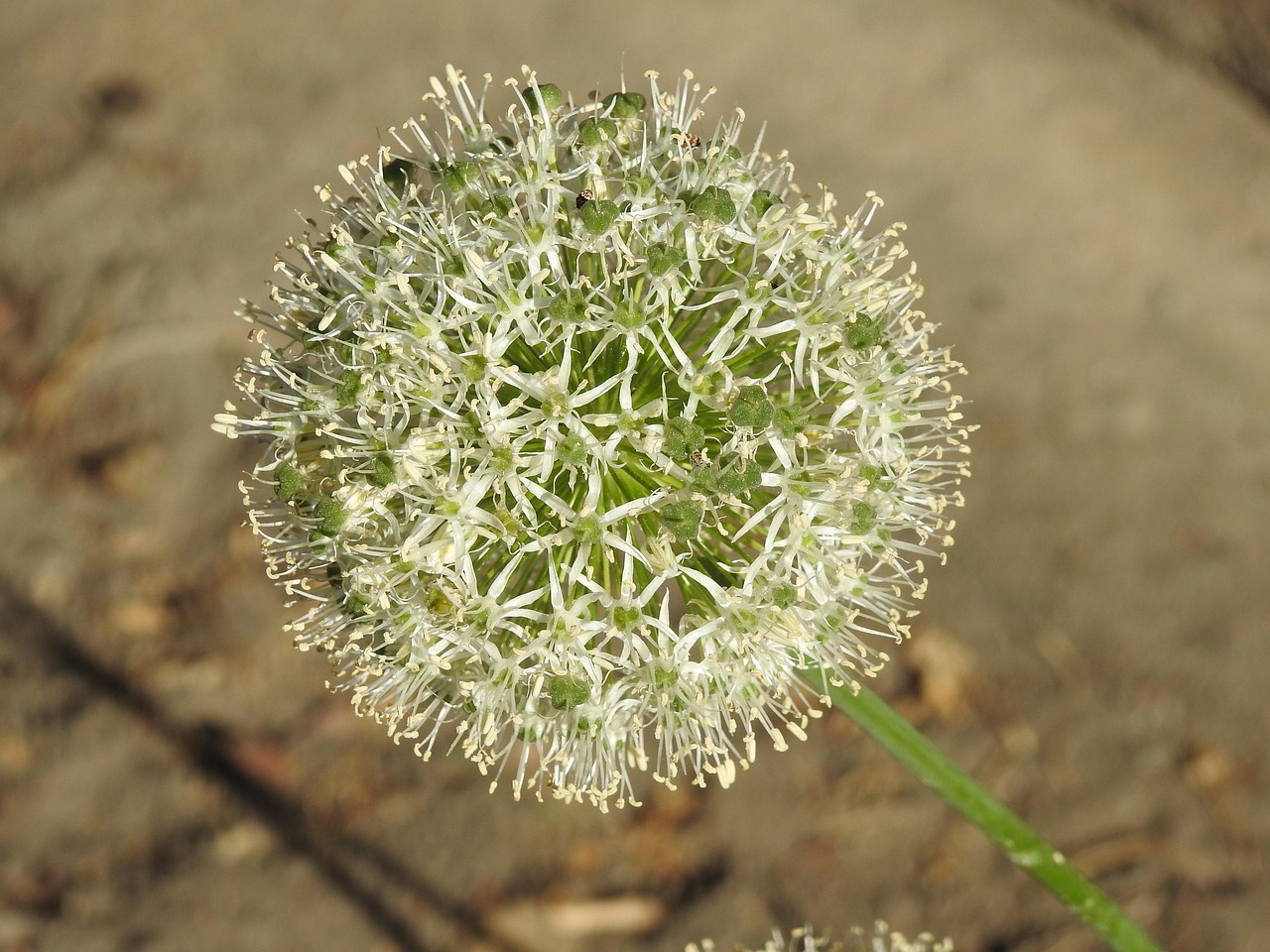 60+ Free Decoratieve Knoflook & Nature Images - Pixabay