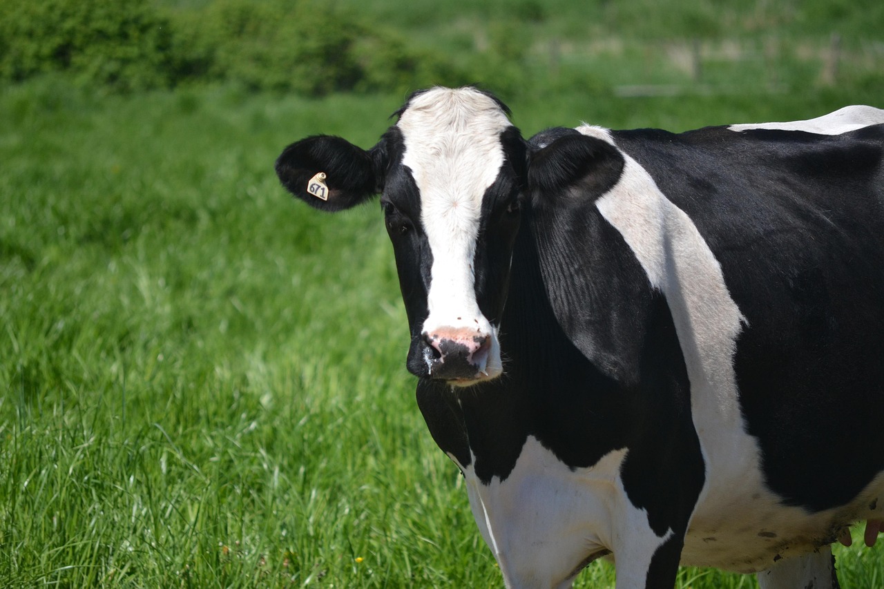 30,000+ Free Black Cow & Cow Images - Pixabay