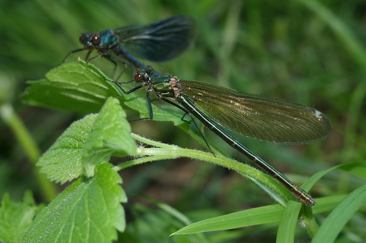 Plus de 7 000 images de Libellules et de Insecte - Pixabay